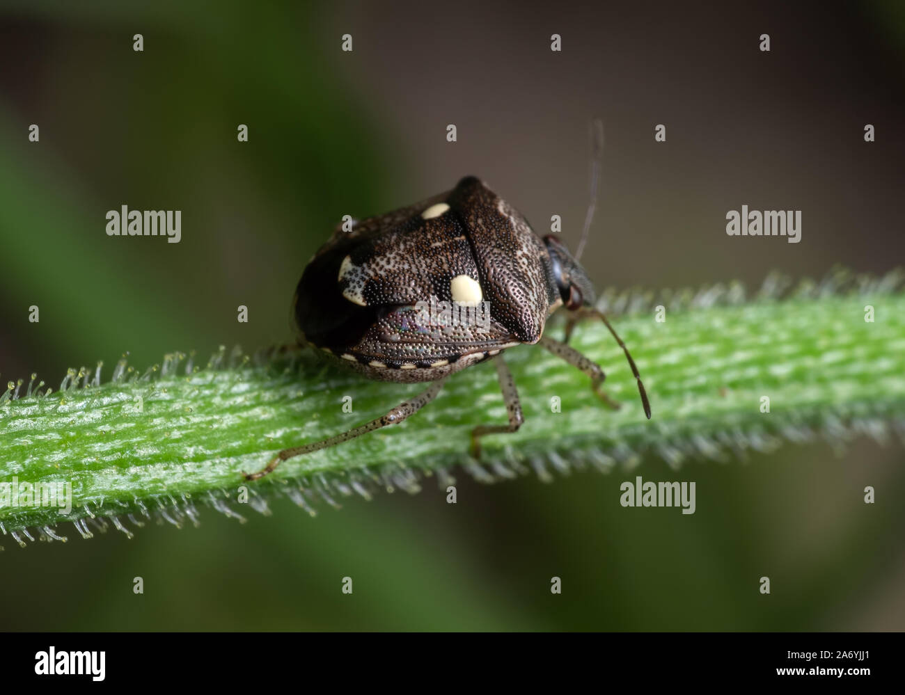 Macro Photography of Shield Bug Perched on The Branch of Plant Stock ...