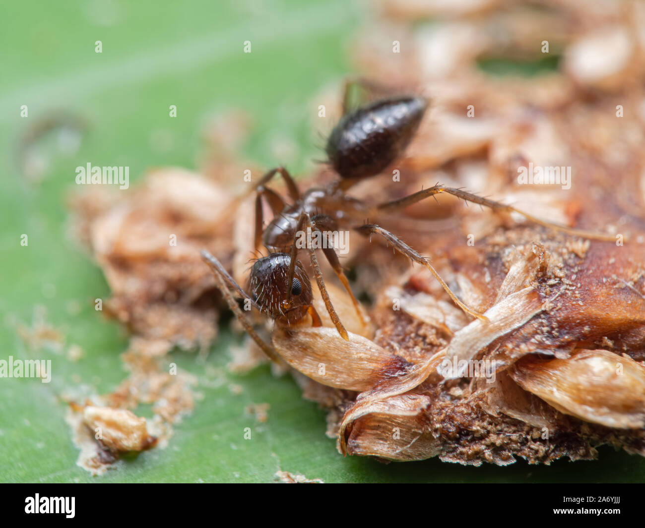 Macro Photography of Tiny Ant Eating Dry Bird Poop on Green Leaf Stock ...