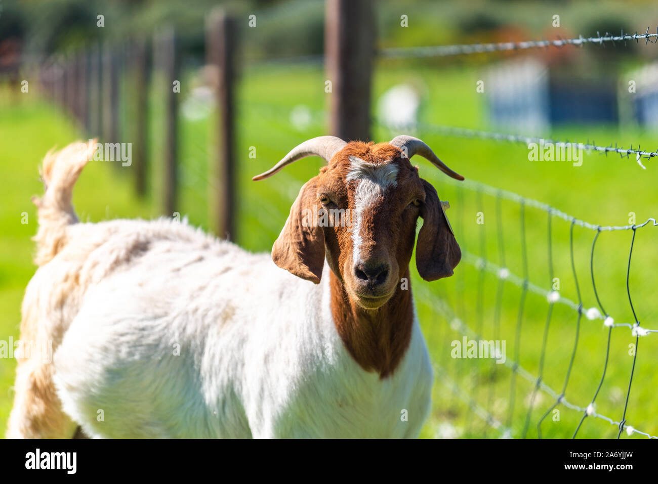 Rural country ruminant livestock farm hi-res stock photography and ...