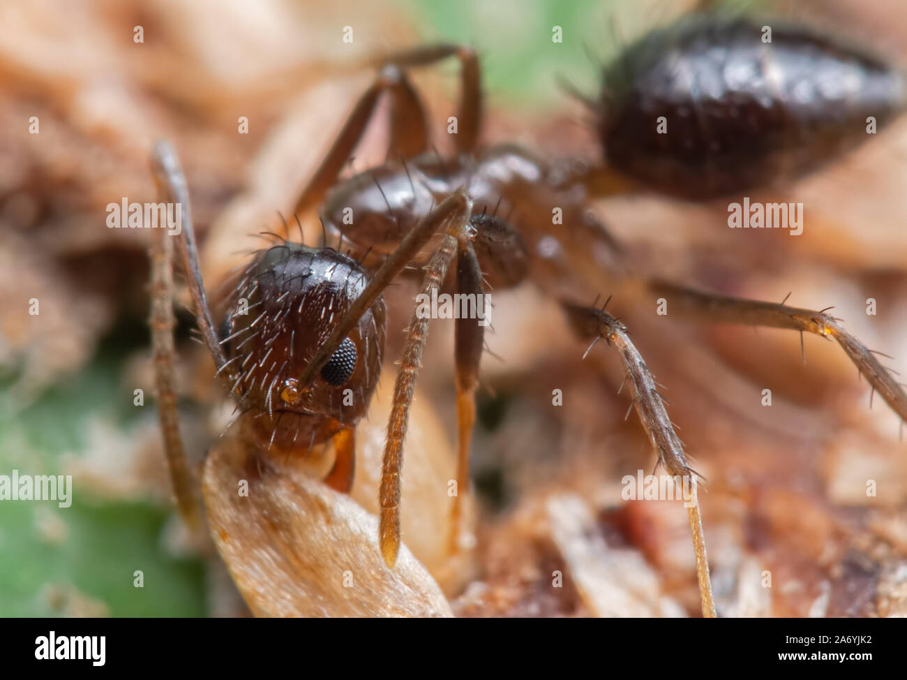 Macro Photography of Tiny Ant Eating Dry Bird Poop on Green Leaf Stock ...