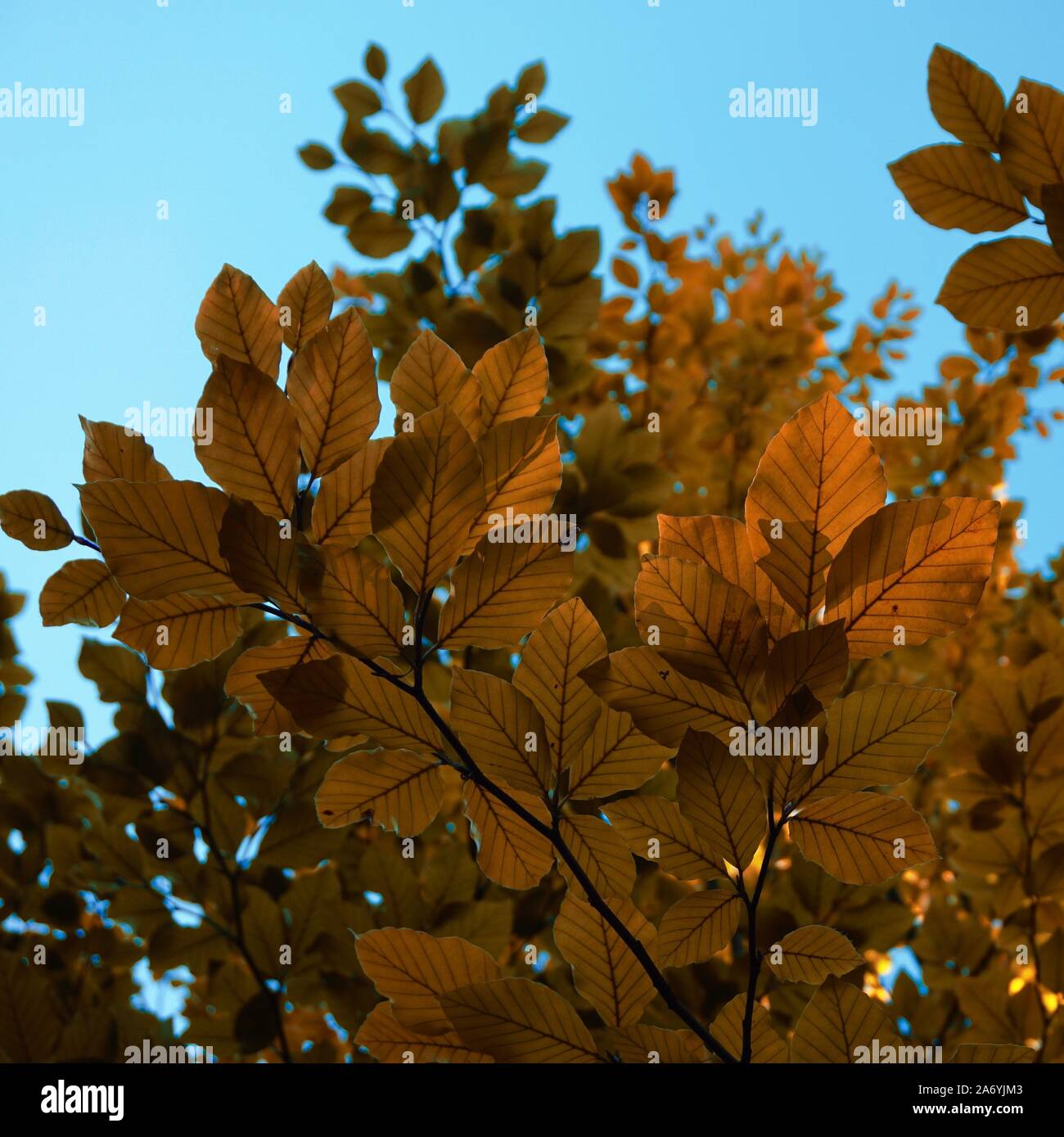 trees with autumn colors in the mountain in the nature Stock Photo - Alamy