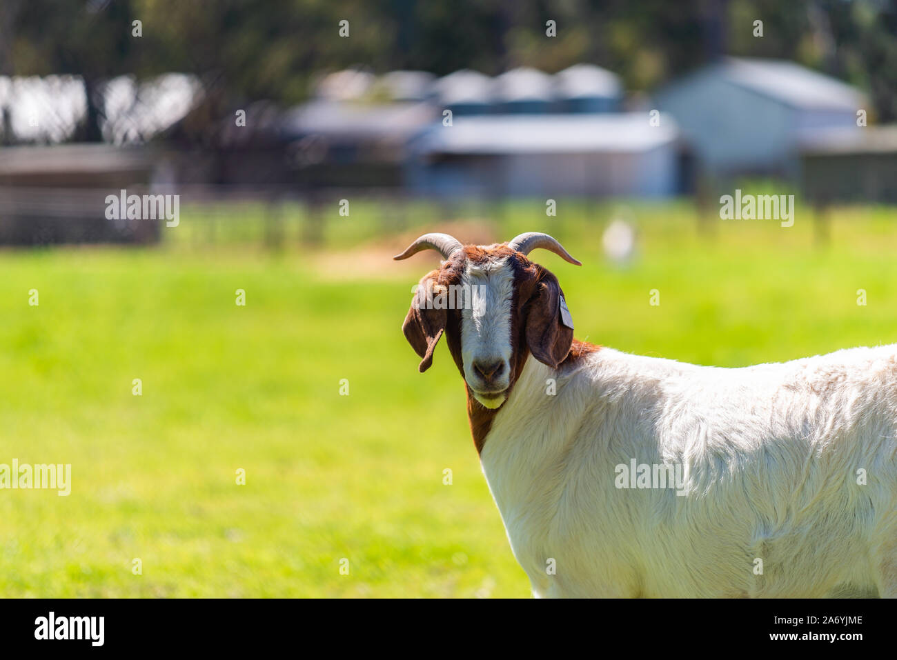 Goat farm australia hi-res stock photography and images - Alamy