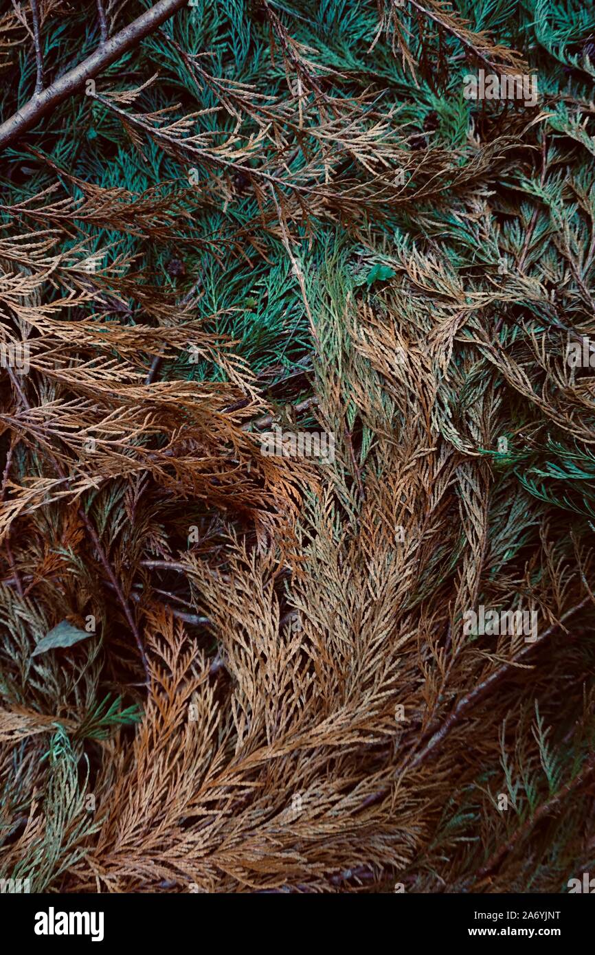 Brown and dry hi-res stock photography and images - Alamy