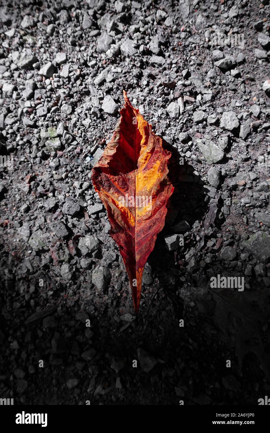 brown dry tree leaf on the ground in autumn Stock Photo - Alamy