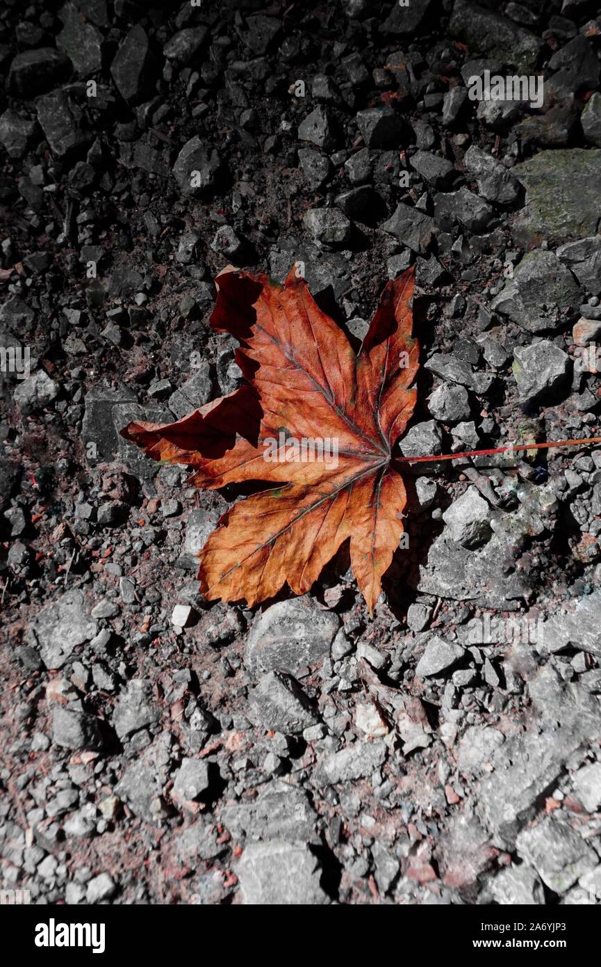 Brown and dry hi-res stock photography and images - Alamy