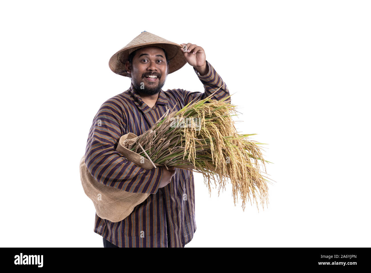 farmer with javanese traditional cloth holding rice grain Stock Photo ...