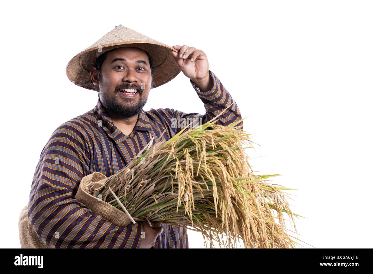 smile asian farmer holding paddy rice grain isolated on white Stock ...