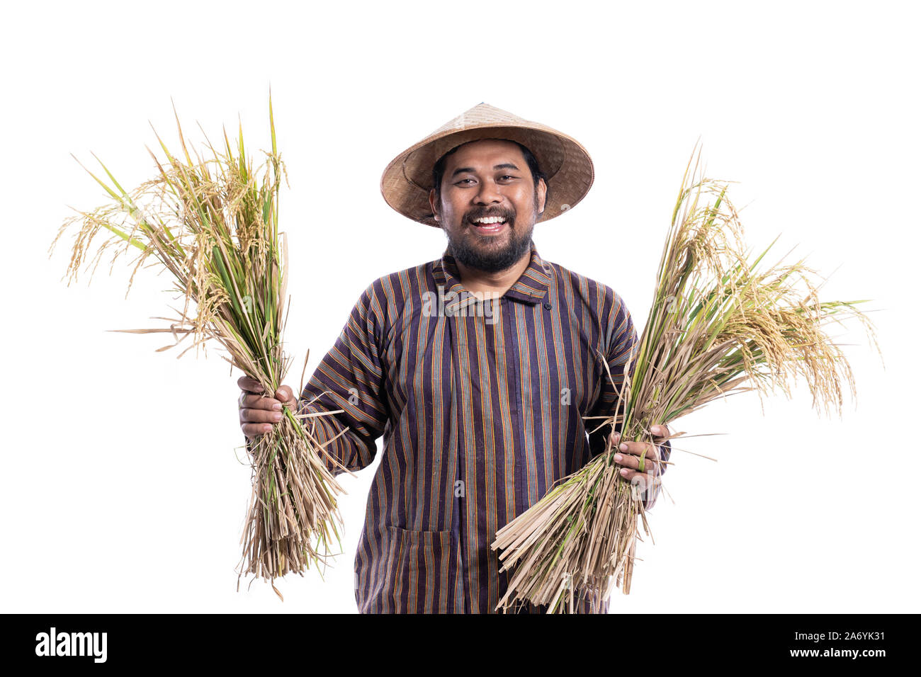 farmer with javanese traditional cloth holding rice grain Stock Photo ...