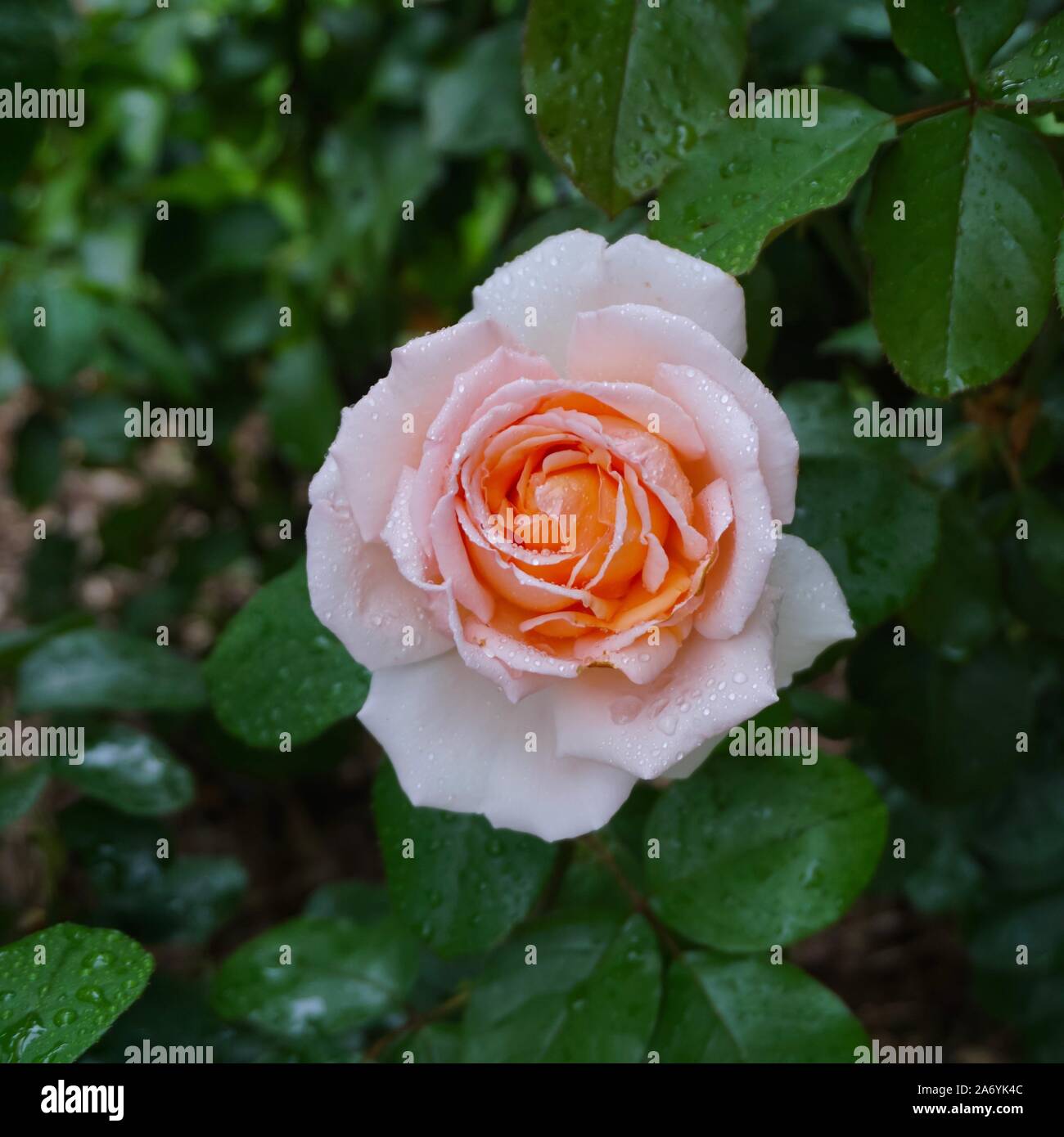 romantic pink rose flower plant in autumn in the garden Stock Photo - Alamy