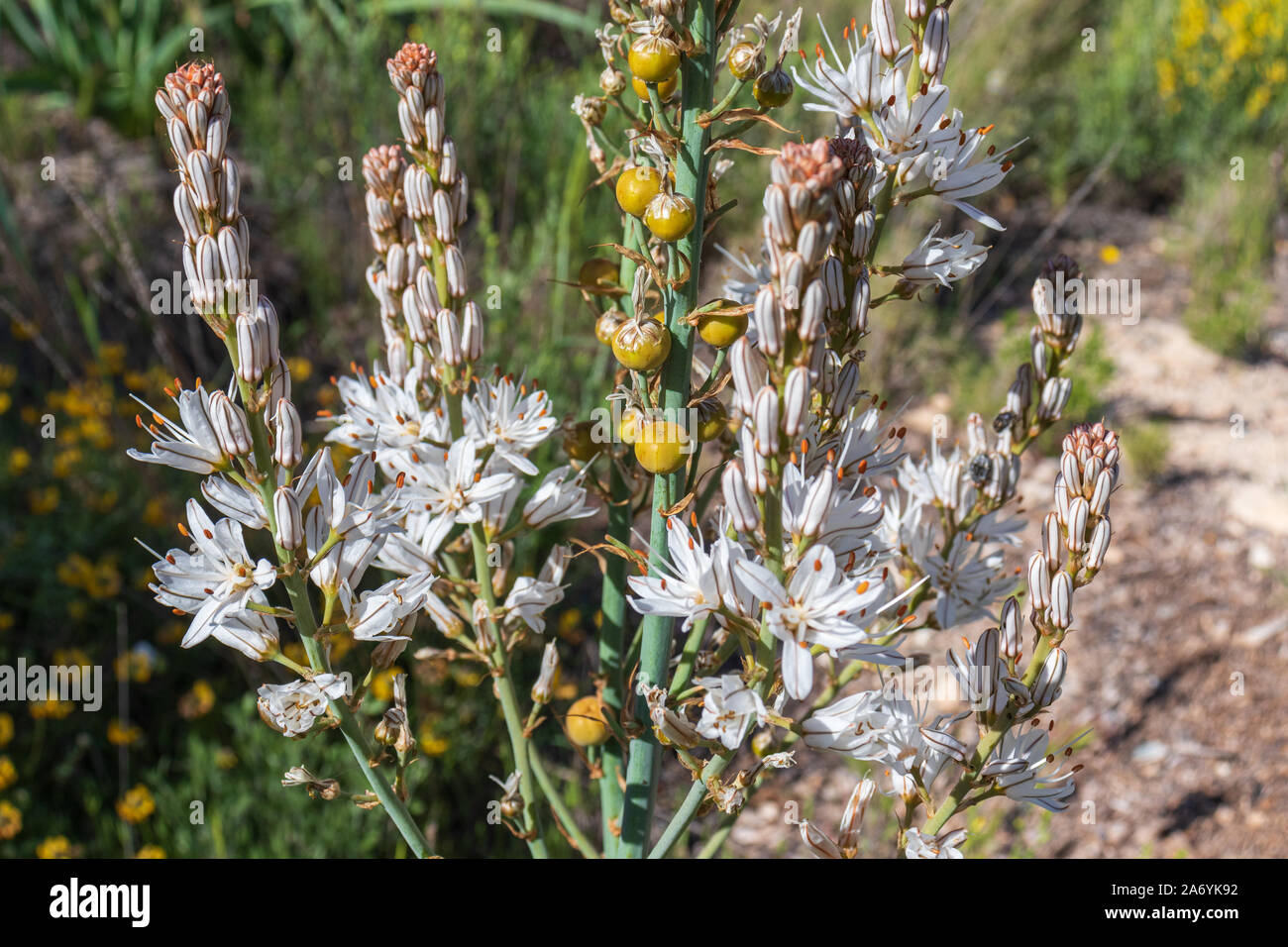 White flowered asphodel hi-res stock photography and images - Alamy
