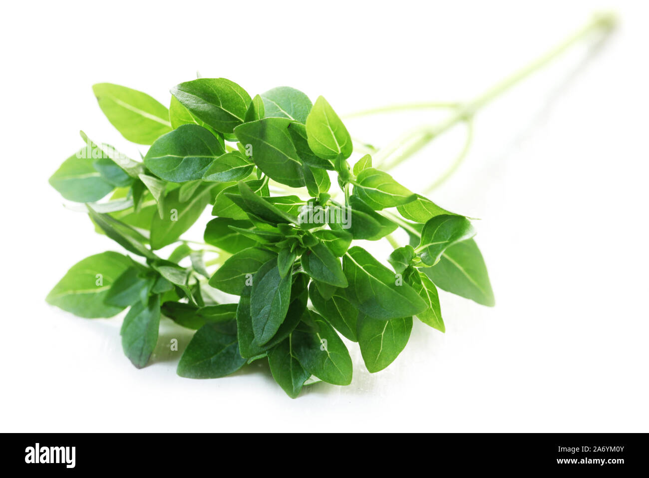Greek basil hi-res stock photography and images - Alamy