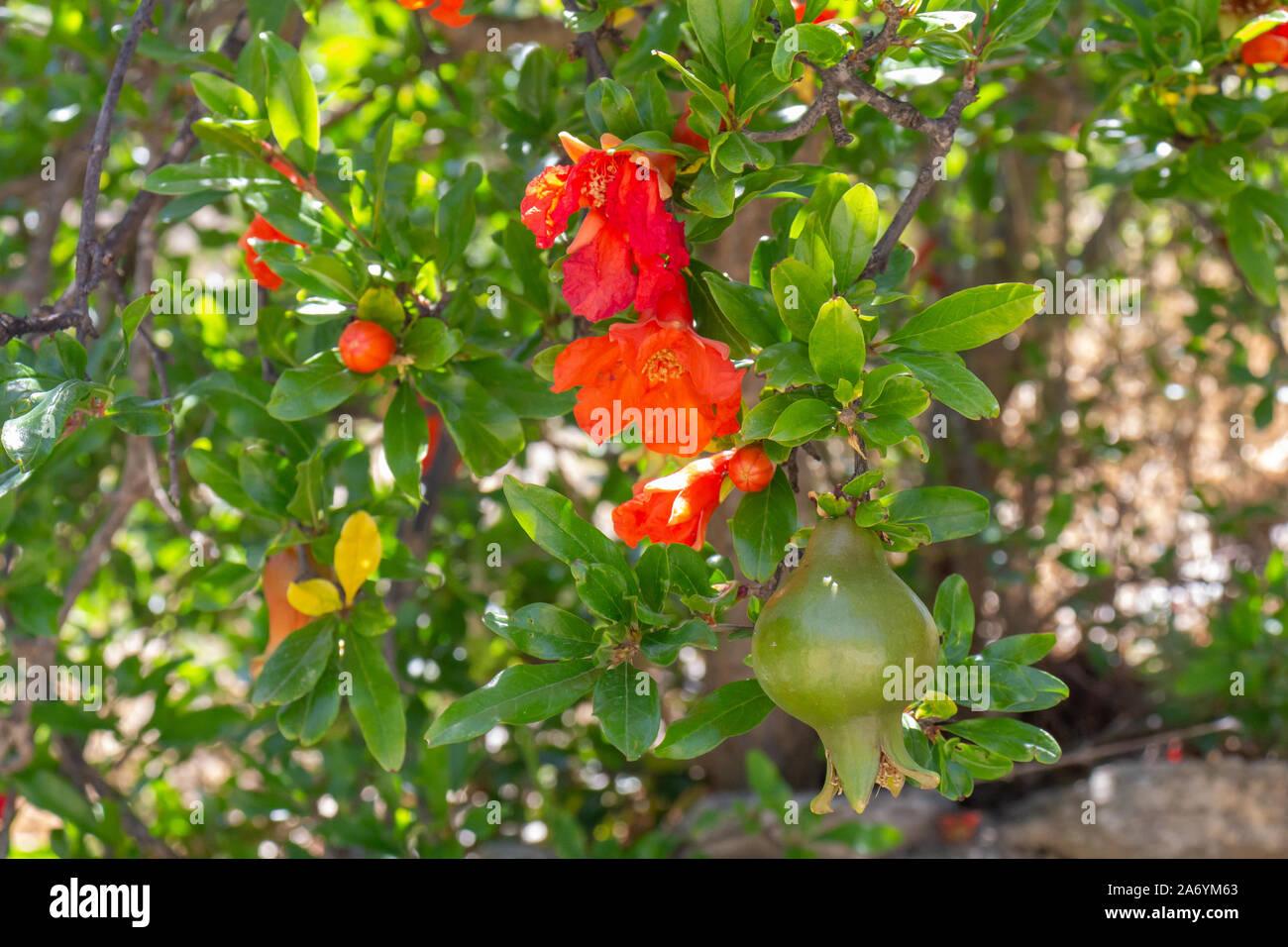 Punica granatum, Pomegranate Tree in Flower Stock Photo - Alamy