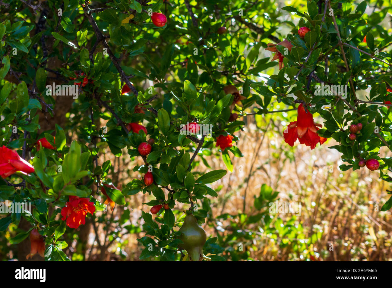 Punica granatum, Pomegranate Tree in Flower Stock Photo - Alamy