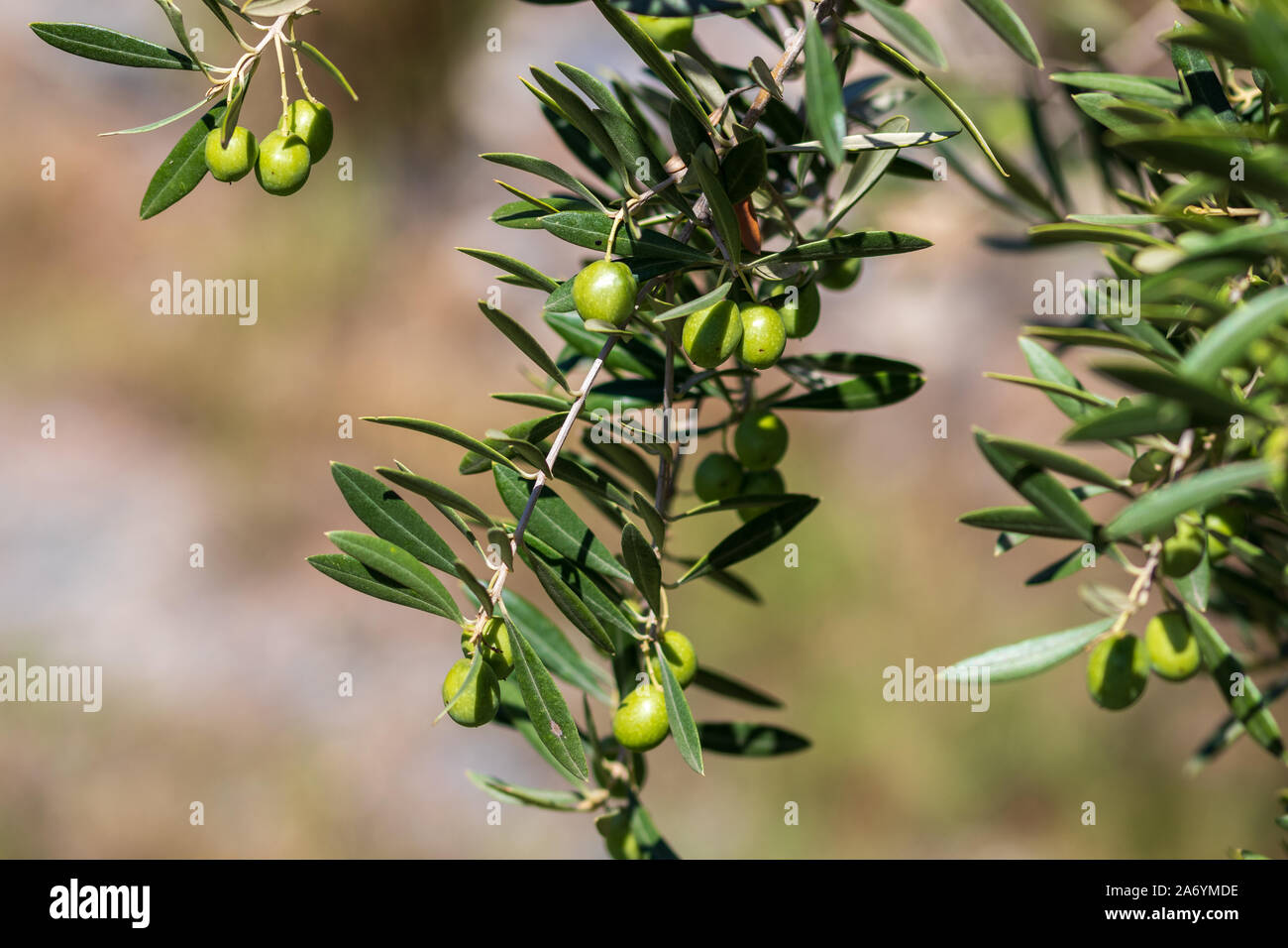 Olea europaea, Green Olives Stock Photo - Alamy