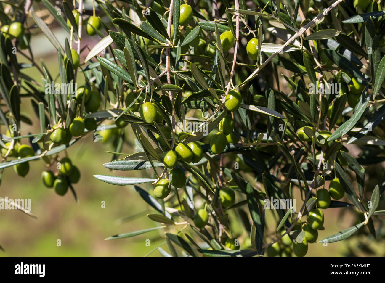 Olea europaea, Green Olives Stock Photo - Alamy