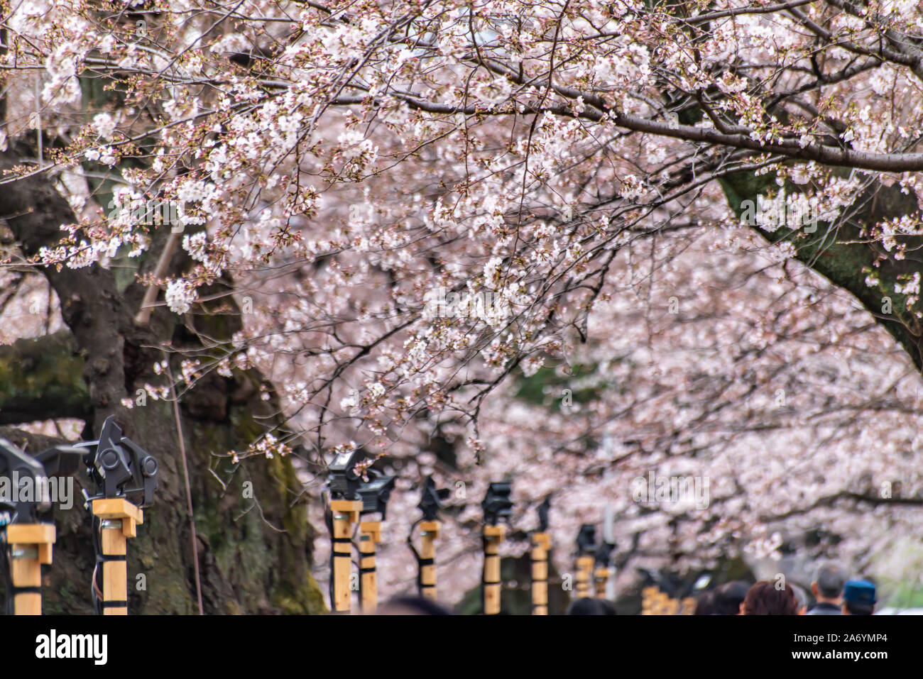 cherry blossom at chidori ga fuchi, tokyo, japan Stock Photo - Alamy