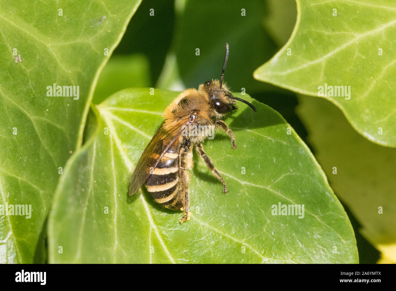 An Ivy Bee, (Colletes hederae,) resting on an ivy leaf, its food plant ...