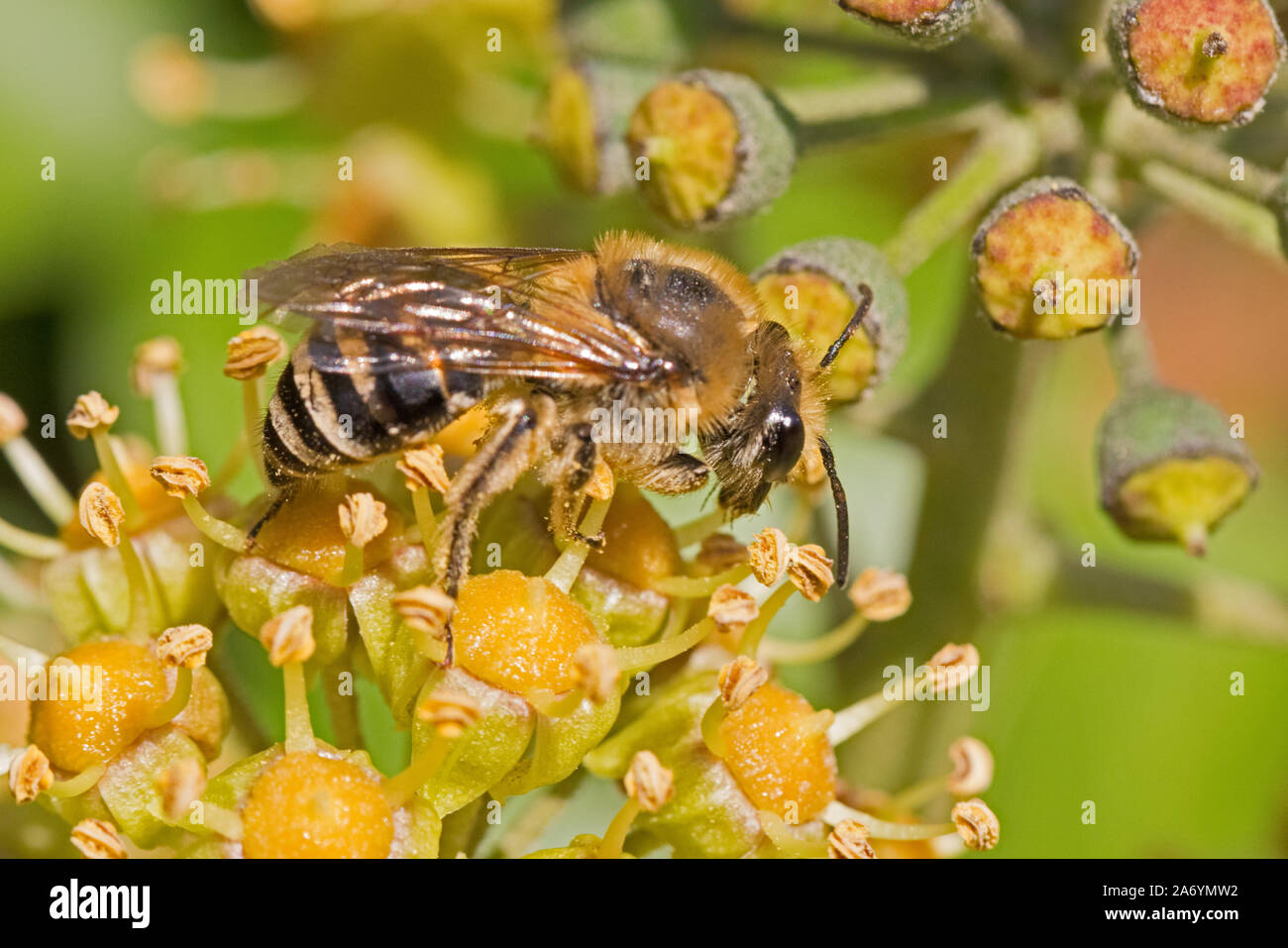 An Ivy Bee, (Colletes hederae,) feeding on ivy blossom Stock Photo - Alamy