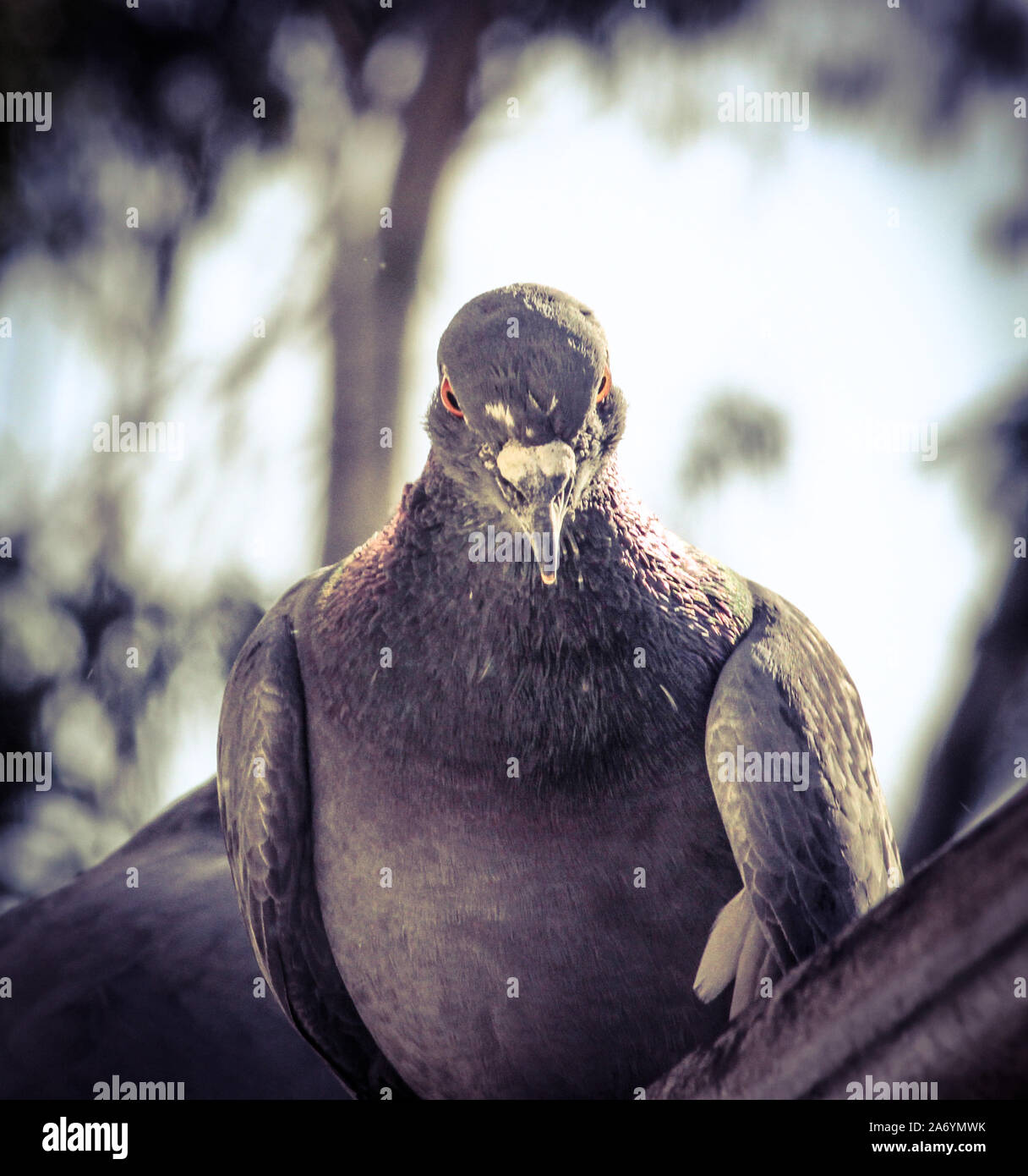 Pigeon vector hi-res stock photography and images - Alamy
