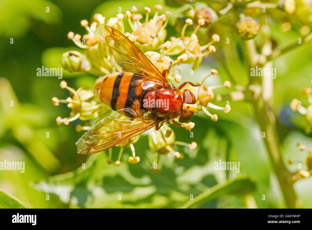 Female Hornet-mimic Hoverfly, ( Volucella zonaria,) feeding on ivy ...