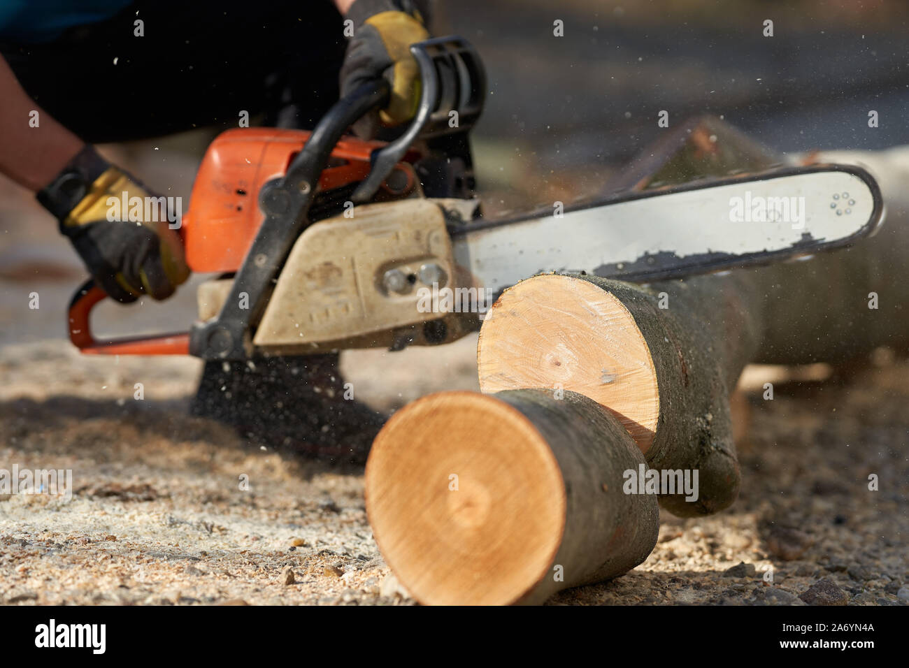 Cutting beech log hi-res stock photography and images - Alamy