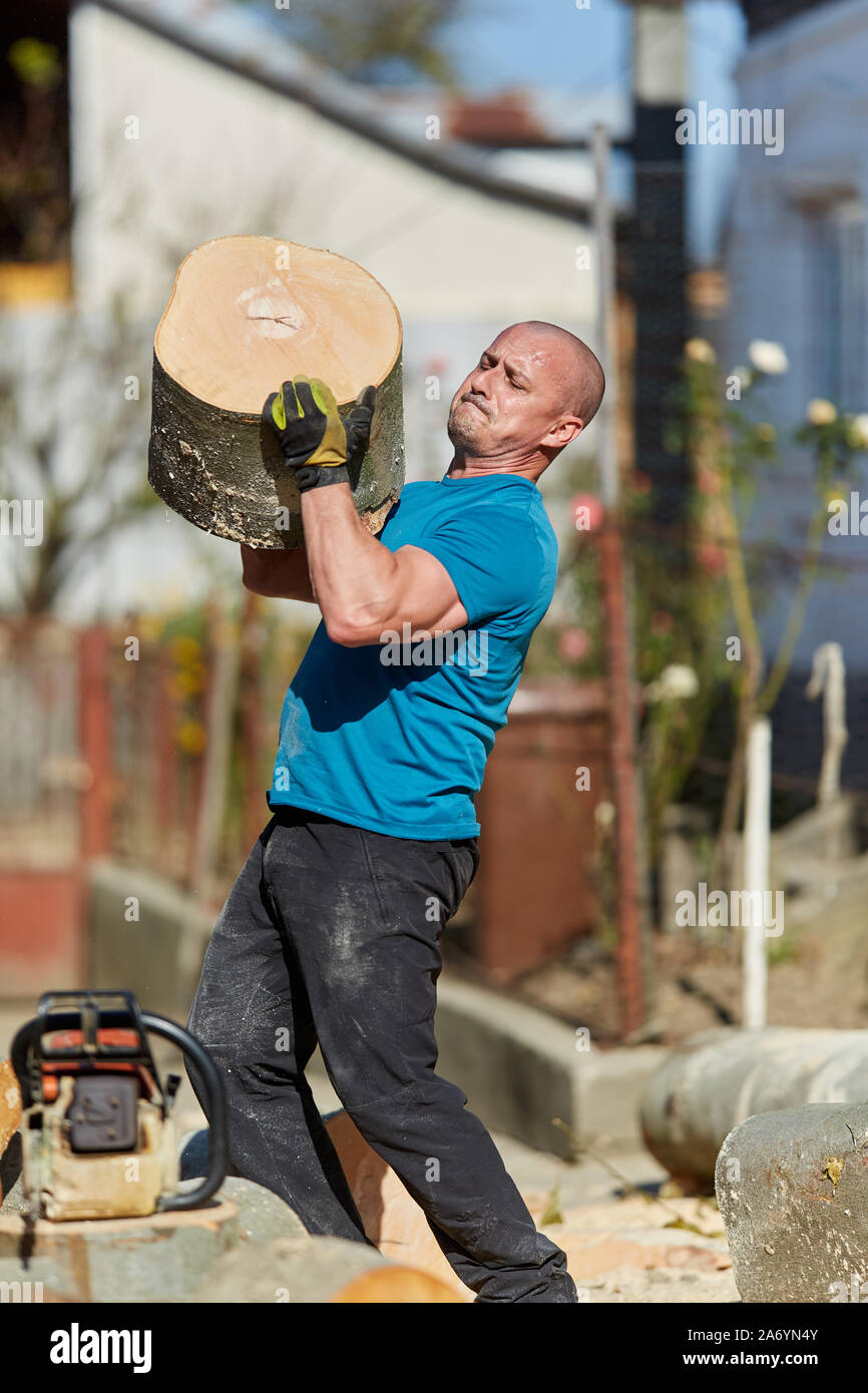 Strong lumberjack carrying a big beech log to split Stock Photo - Alamy