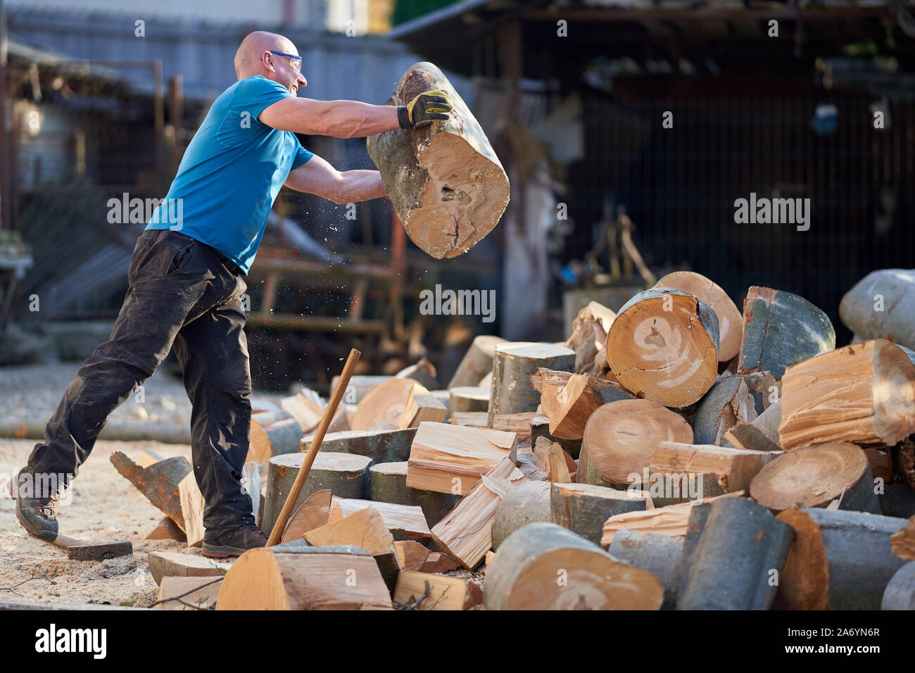 Strong lumberjack carrying a big beech log to split Stock Photo - Alamy