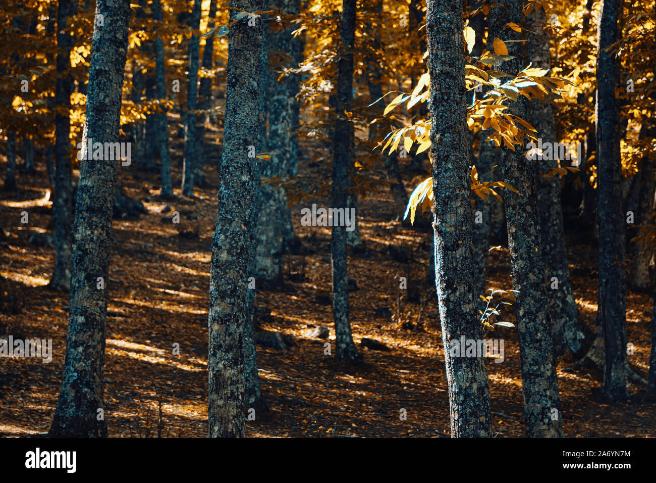 Autumn chestnut forest in Spain with warm colors Stock Photo - Alamy