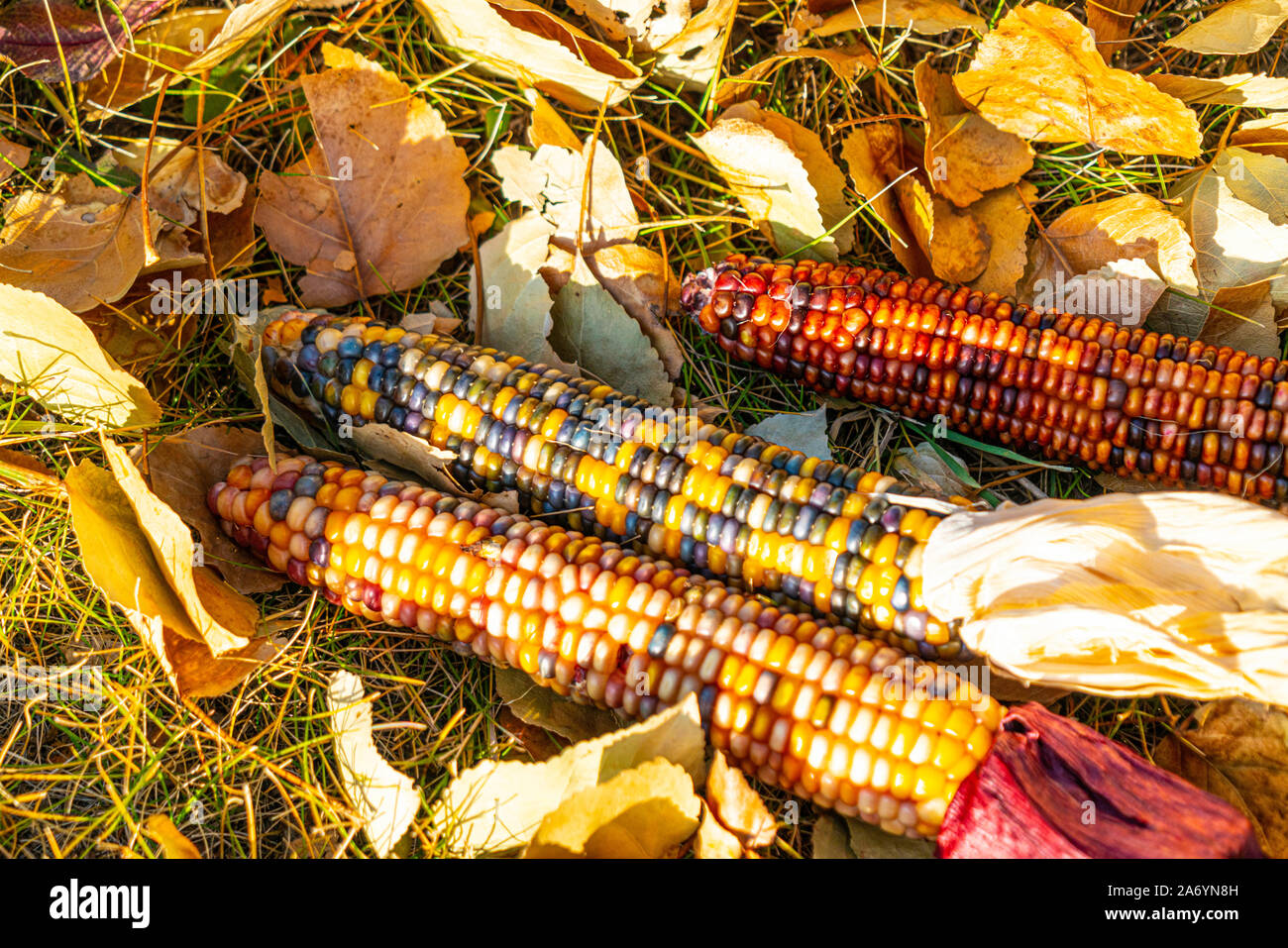 Ornamental corn on colorful fall autumn leaves Stock Photo - Alamy