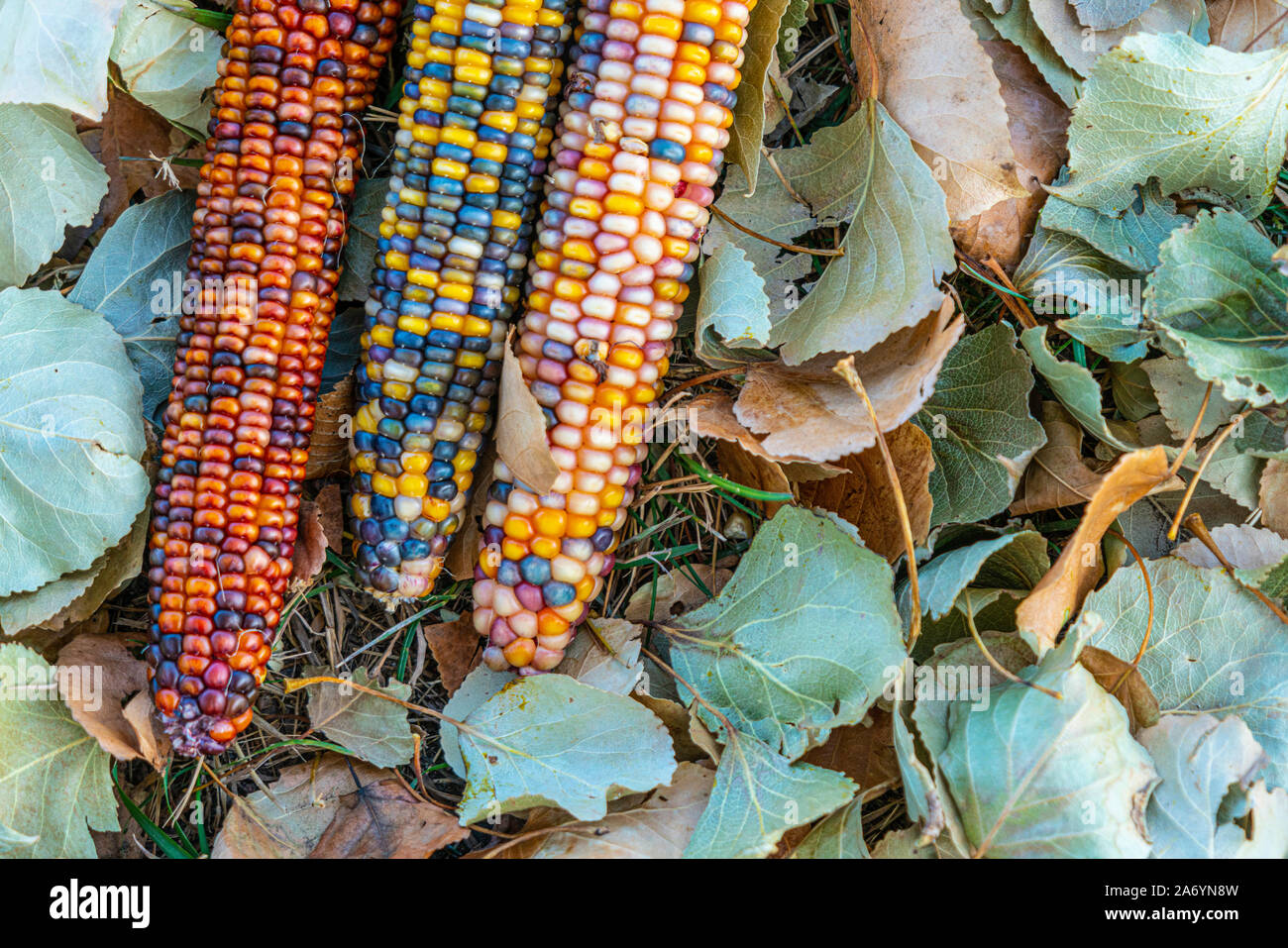 Decorative corn hi-res stock photography and images - Alamy