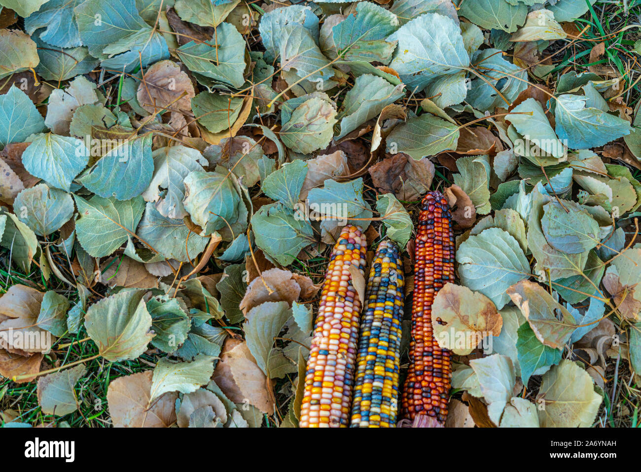 Decorative corn hi-res stock photography and images - Alamy