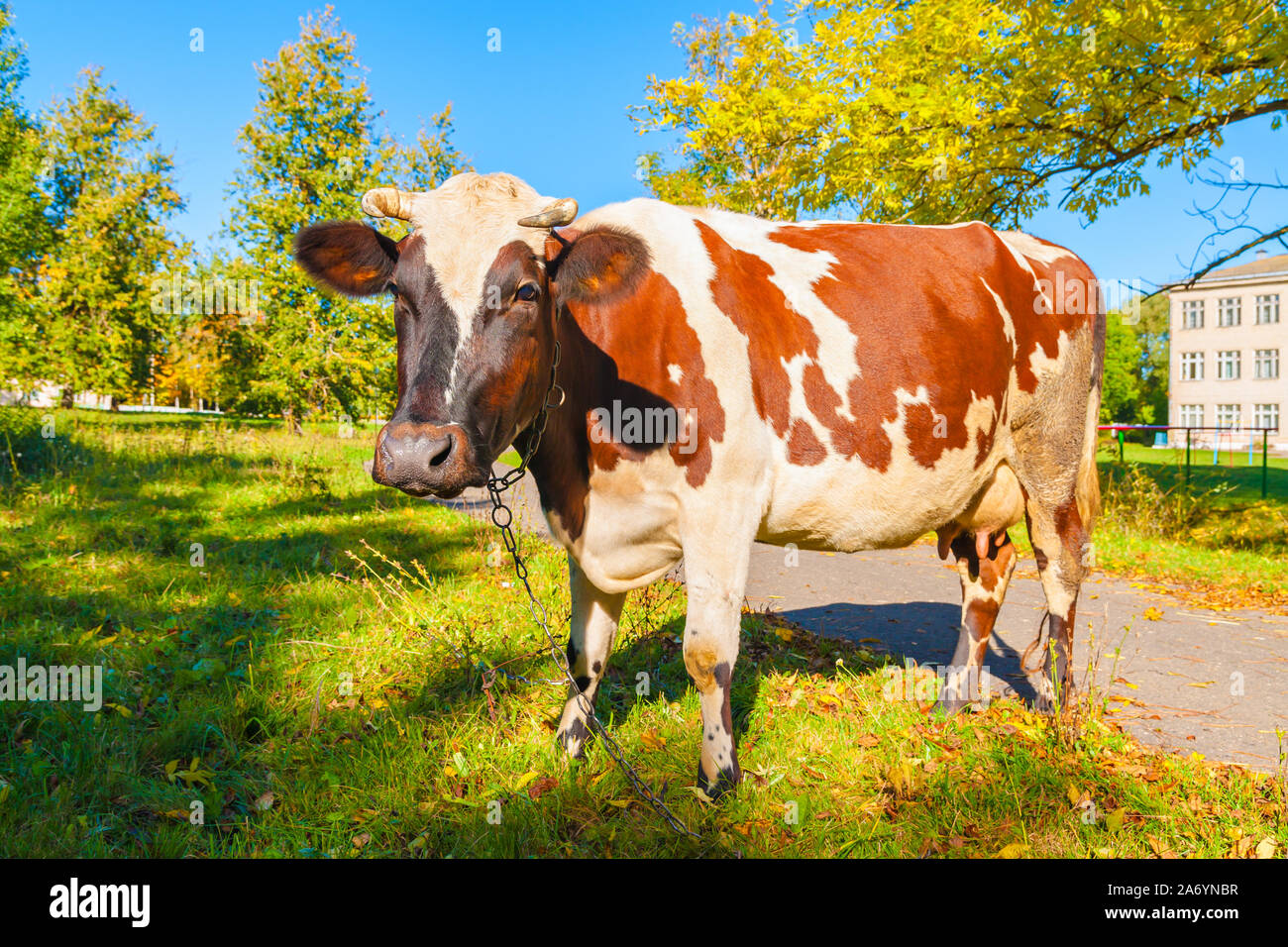 White park cattle cow domestic hi-res stock photography and images - Alamy