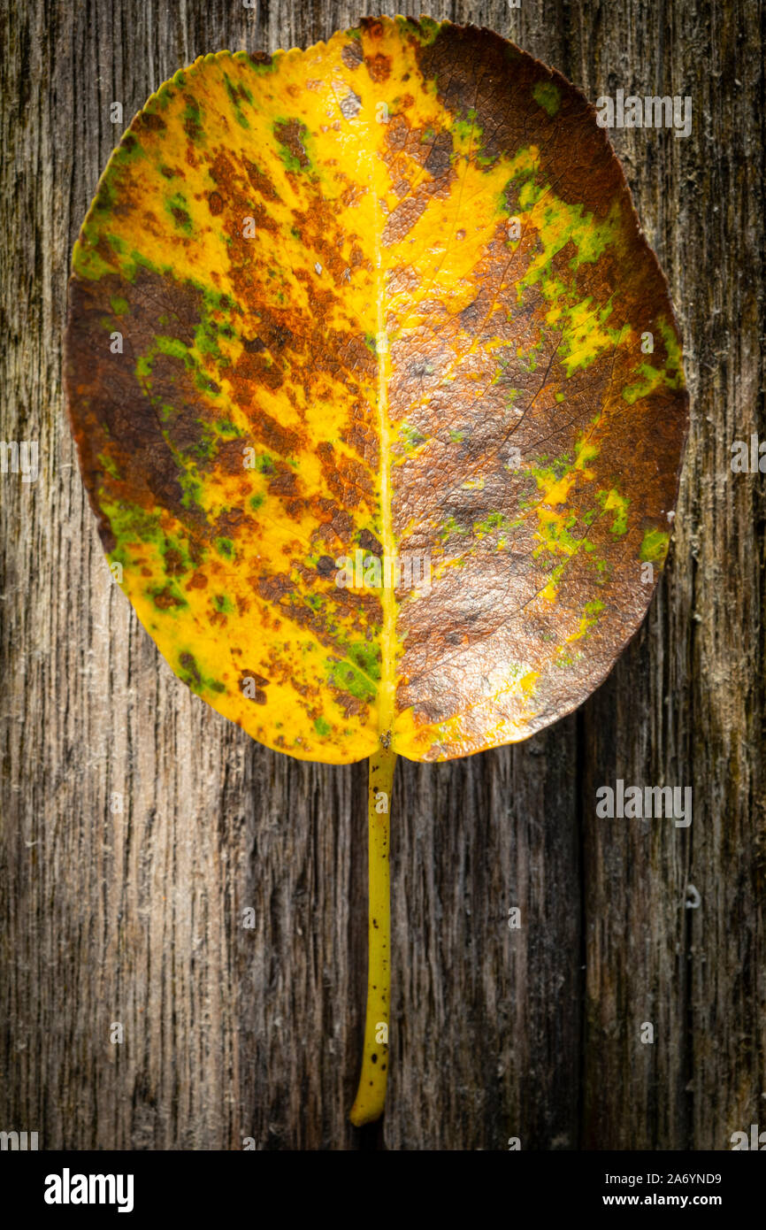 Death pear hi-res stock photography and images - Alamy