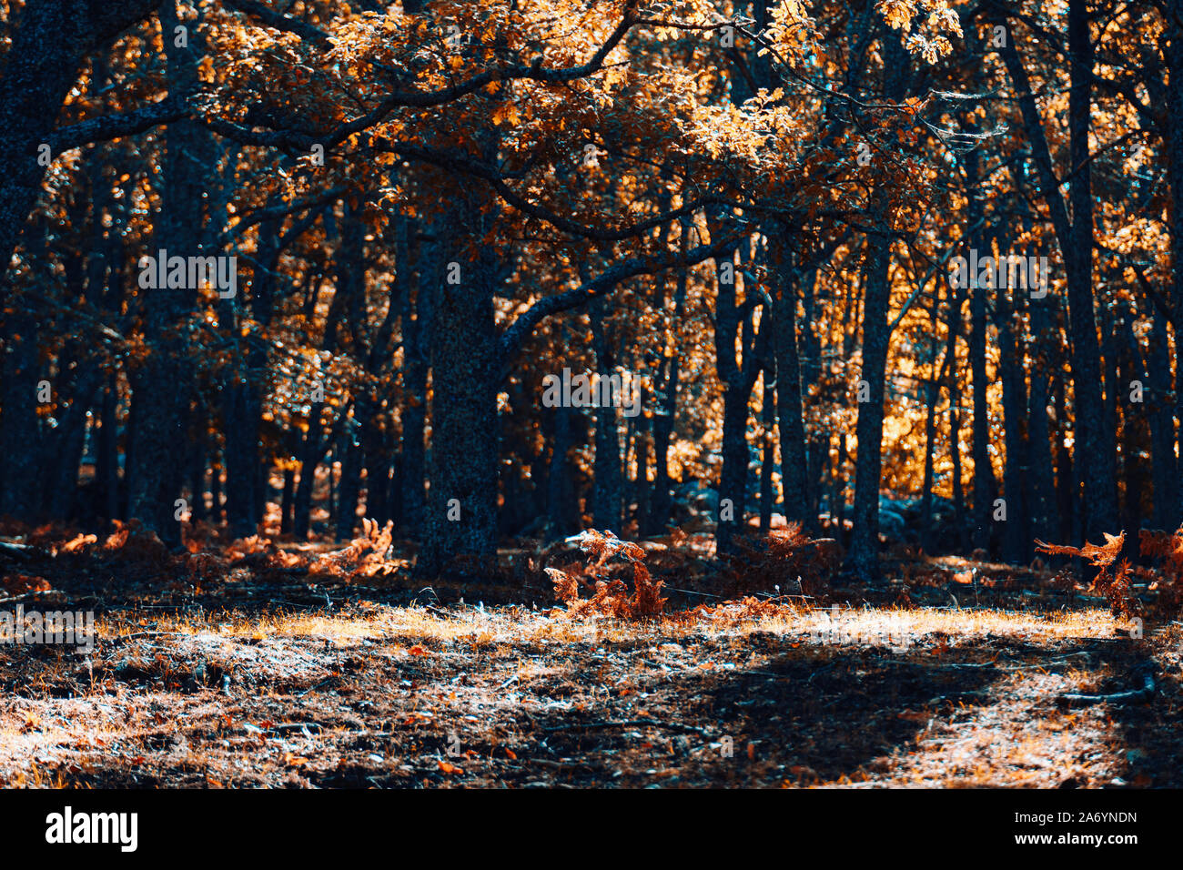 Path in autumn chestnut forest in Spain with warm colors Stock Photo ...