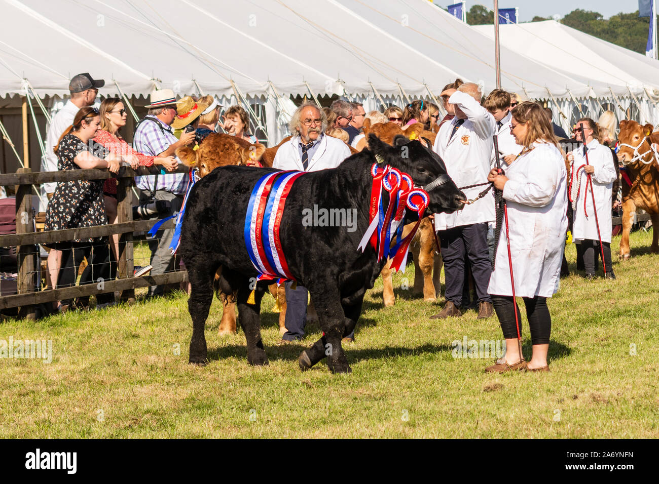 The Supreme champion of the cattle classes leads the other cattle in ...