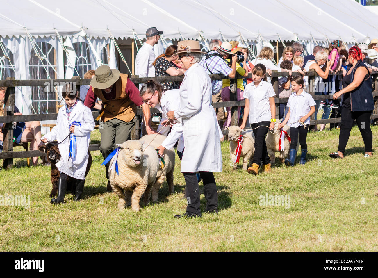 Different sheep breeds with their winning rosettes are led around the ...