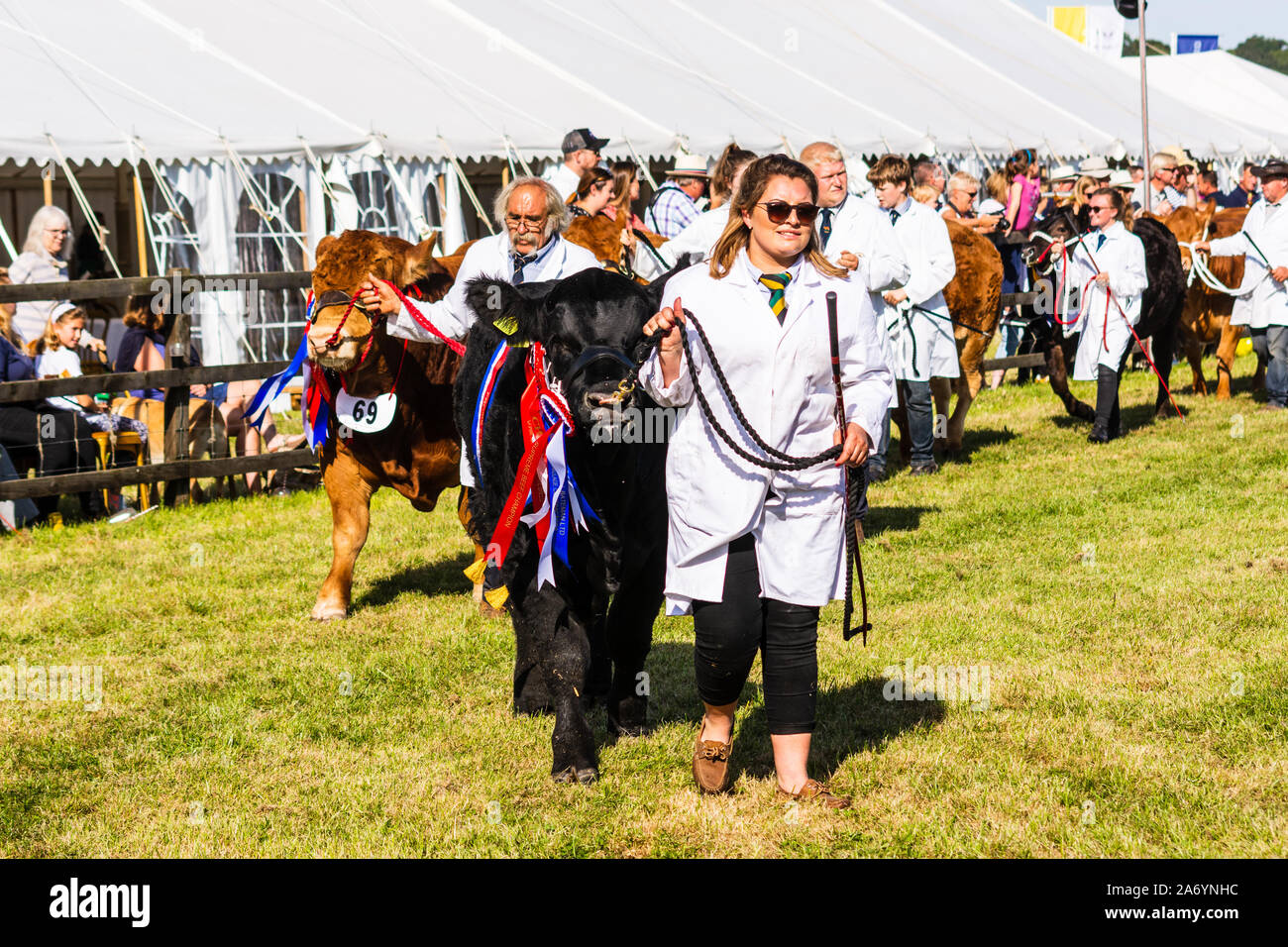 The Supreme champion of the cattle classes leads the other cattle in ...