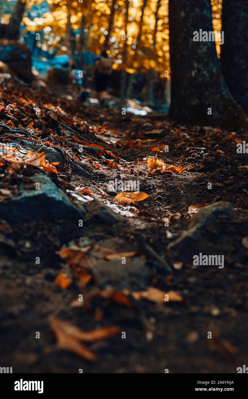 Autumn chestnut forest in Spain with warm colors Stock Photo - Alamy