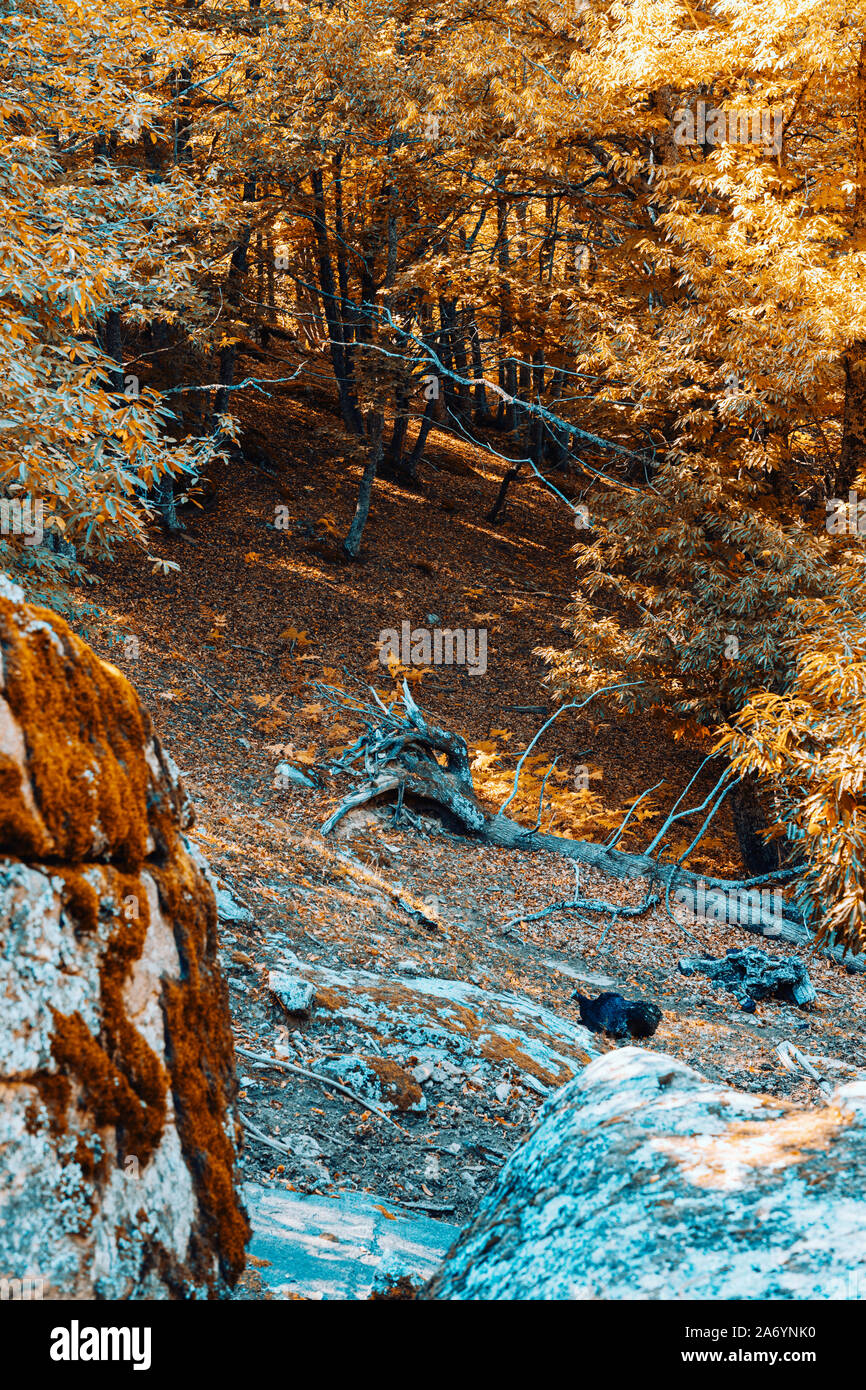 Autumn chestnut forest in Spain with warm colors Stock Photo - Alamy
