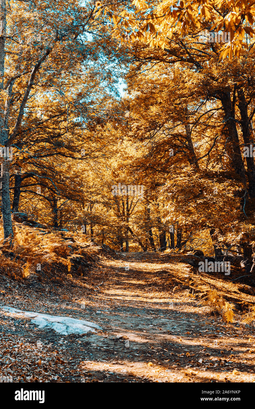 Path in autumn chestnut forest in Spain with warm colors Stock Photo ...