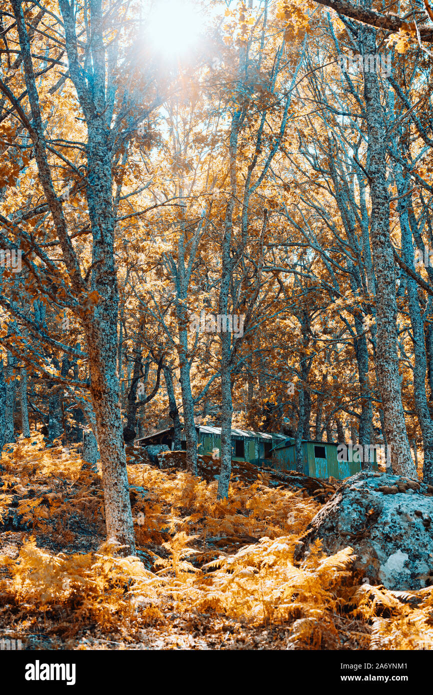 Hut in a chestnut forest among the trees Stock Photo - Alamy