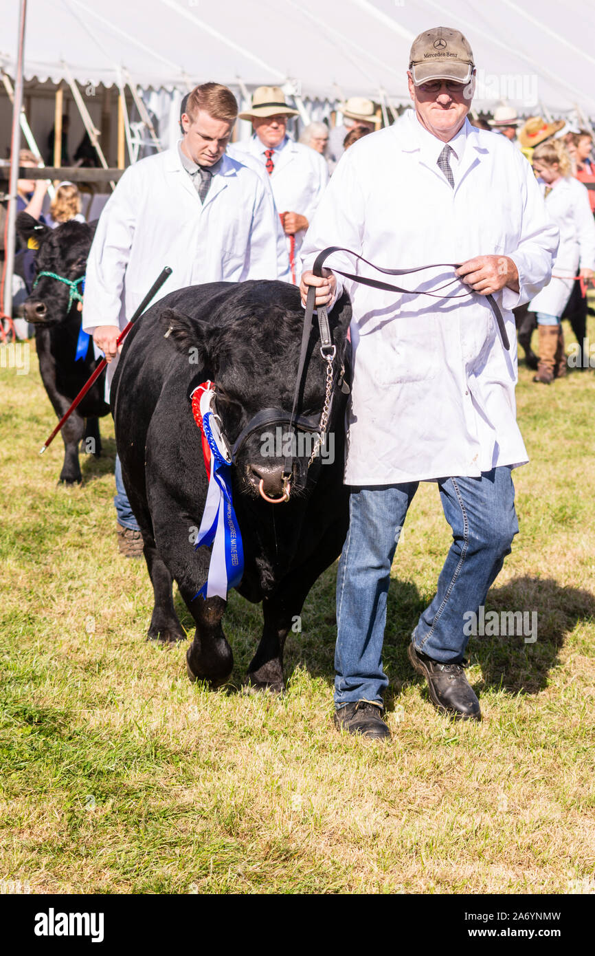 Dexter bull hi-res stock photography and images - Alamy
