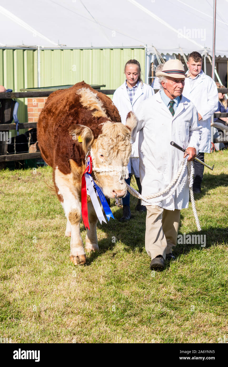 A Hereford bull with its rosette on its halter being led in the grand ...