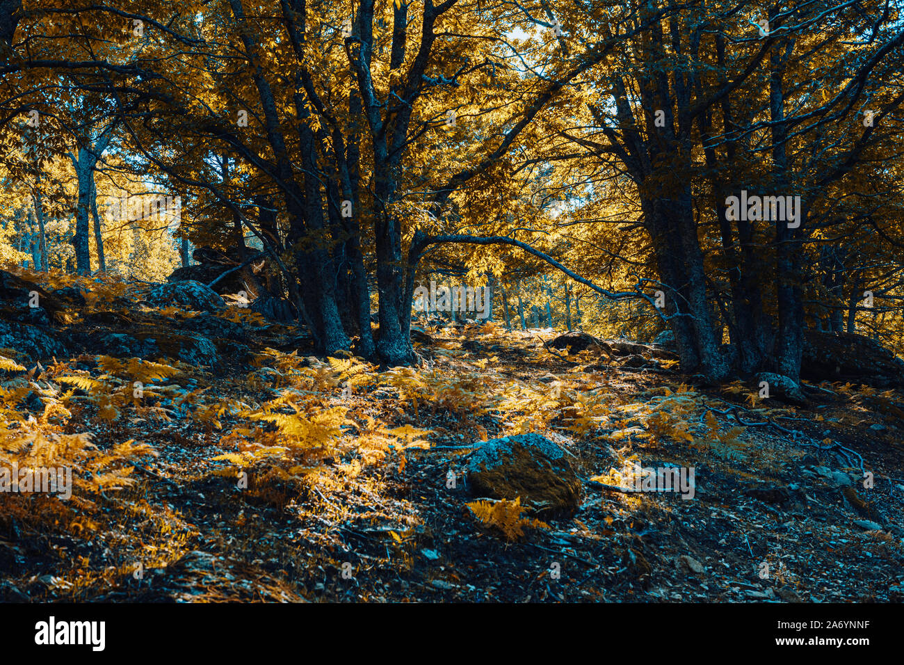 Autumn chestnut forest in Spain with warm colors Stock Photo - Alamy