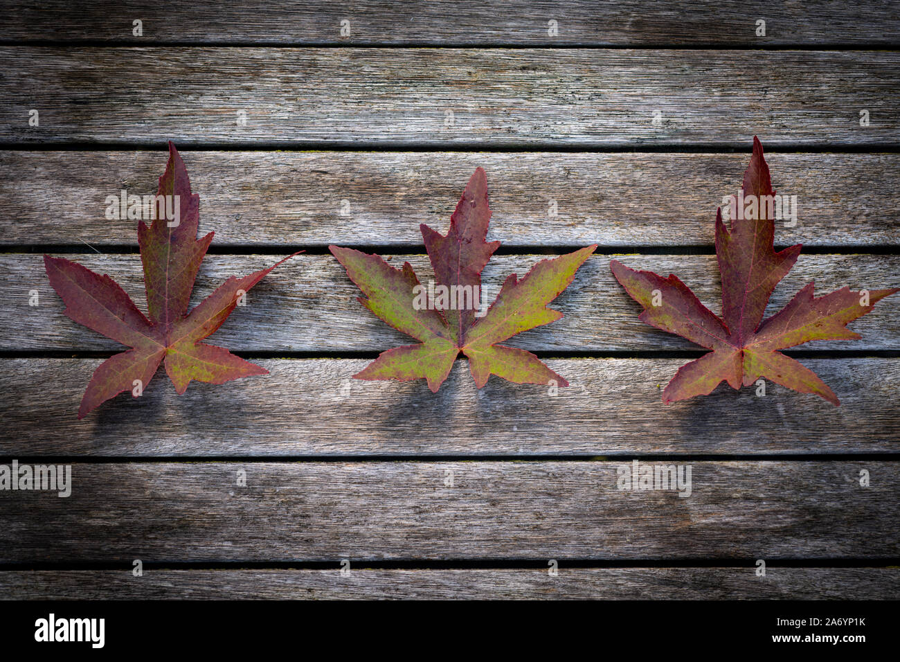 Three autumn red maple leaves on a rustic wooden table Stock Photo - Alamy