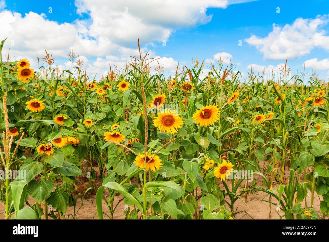 Green field with golden sunflowers and blue sky with clouds Stock Photo ...