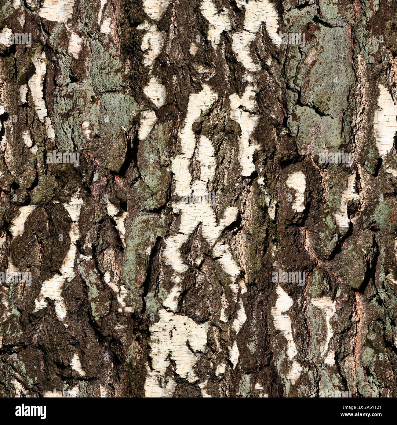 Birch Bark Texture Seamless