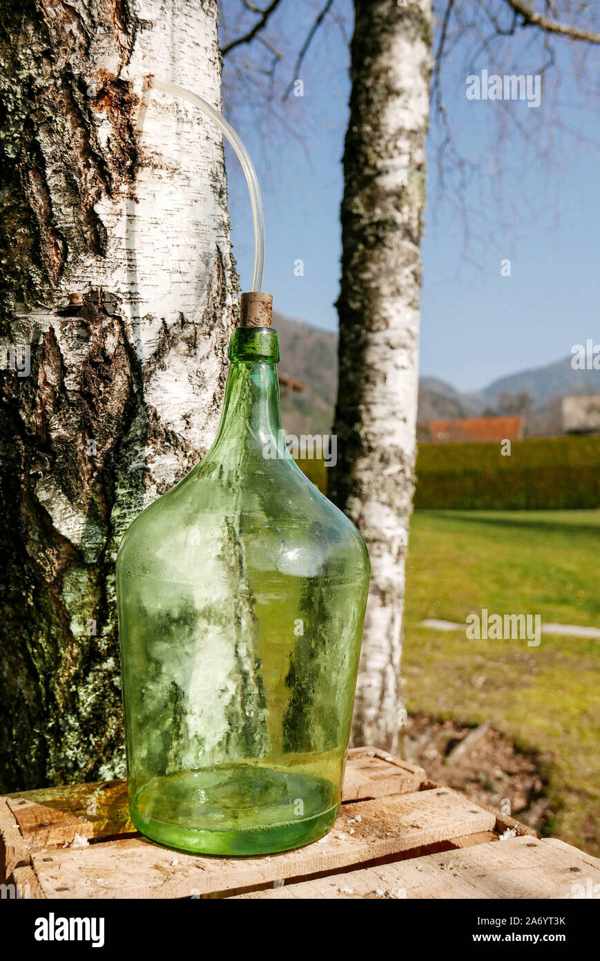 Birch sap tube hi-res stock photography and images - Alamy
