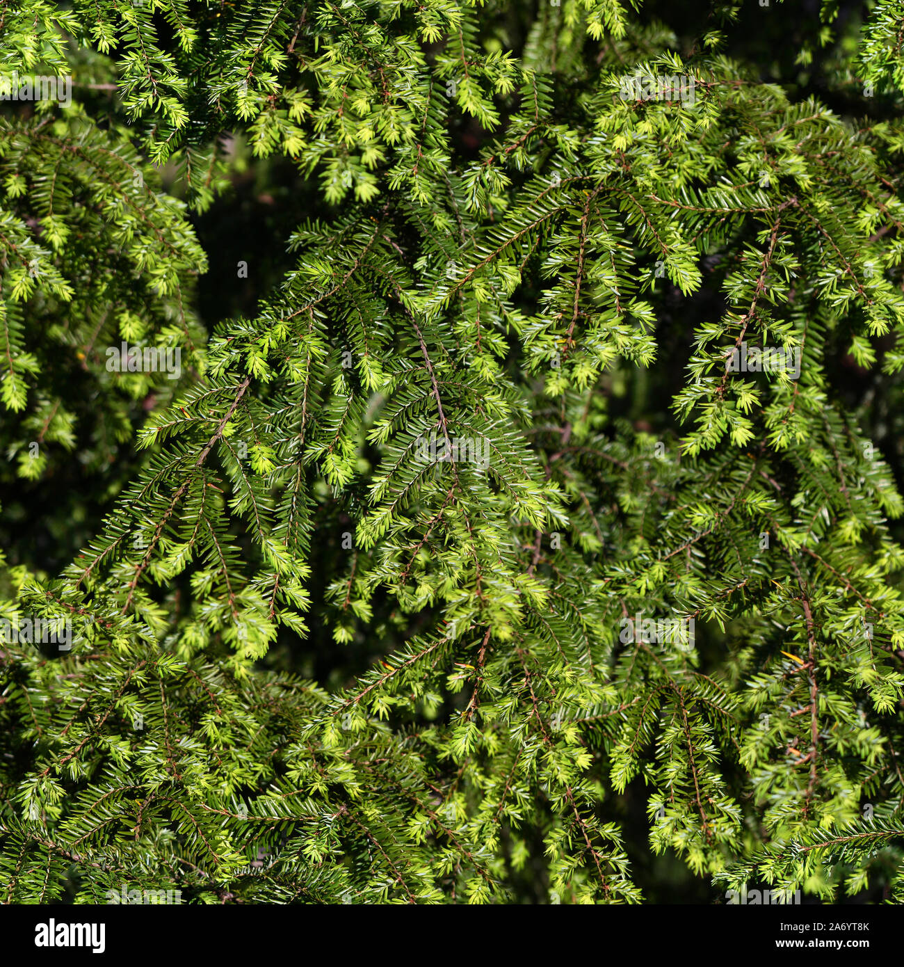 Fraser Fir Tree High Resolution Stock Photography and Images - Alamy