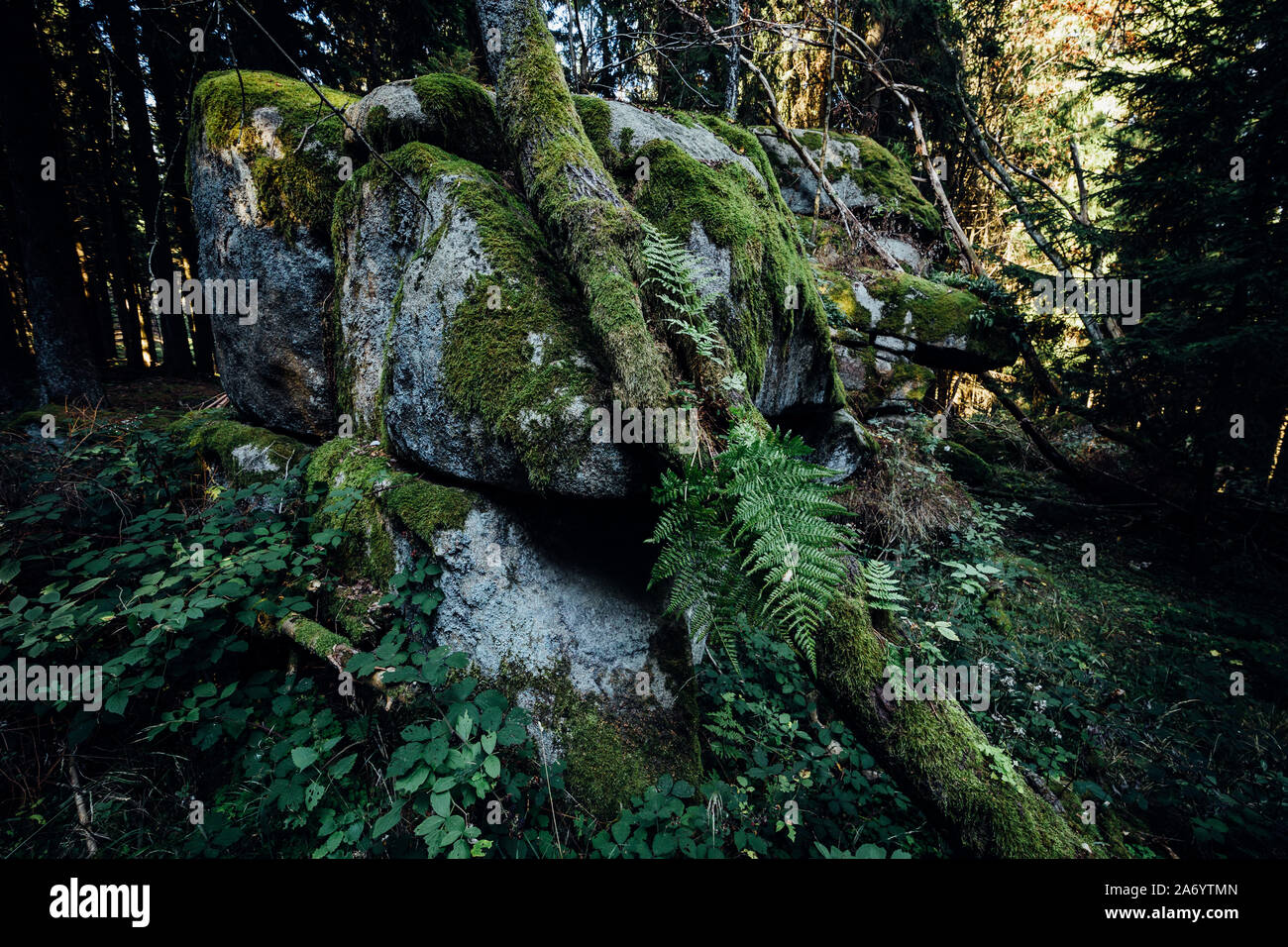 Big stone in the forest overgrown with moss and old trees Stock Photo ...